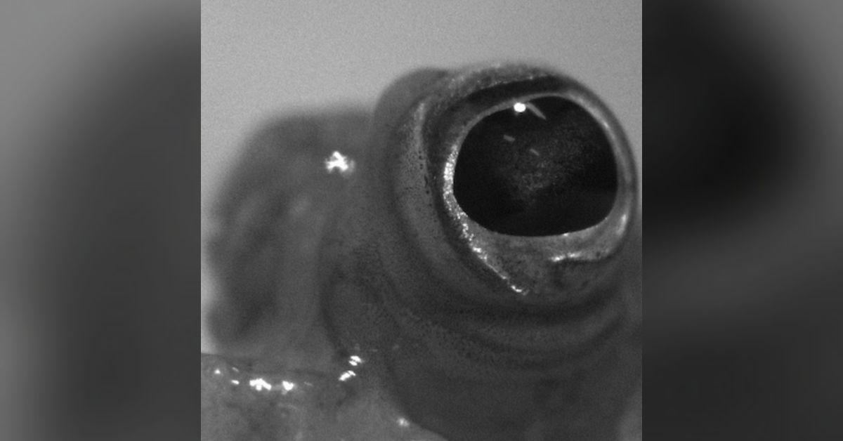 165 - Mudskipper Blinking with Drs. Brett Aiello and Tom Stewart | The ...