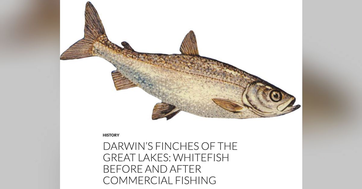 189 - Fish Tales: Darwin’s Finches of the Great Lakes | The Fisheries ...