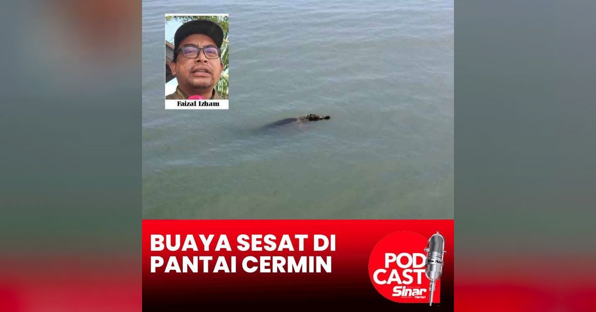 Buaya Linggi sesat di Pantai Cermin | Sinar Harian
