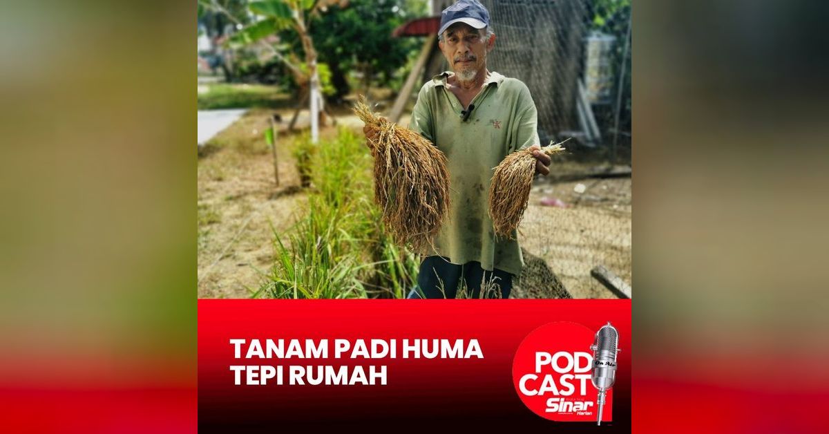 Pesara berjaya tuai padi huma ditanam tepi rumah | Sinar Harian