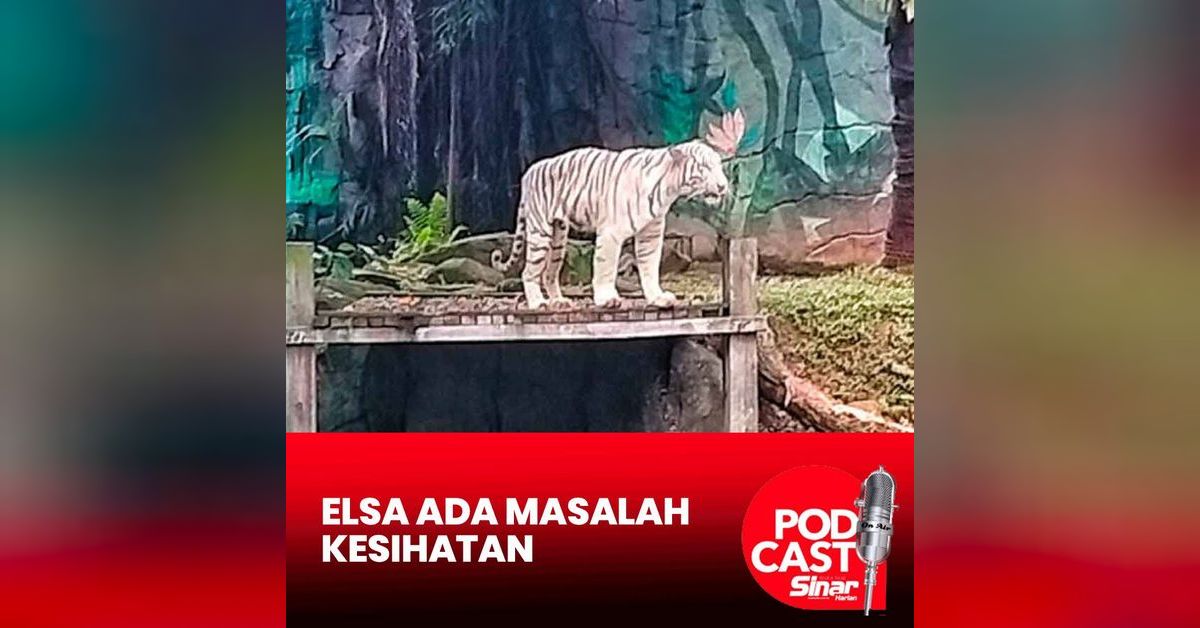 Zoo Melaka nafi Harimau Putih Bengal kurus, kelaparan | Sinar Harian