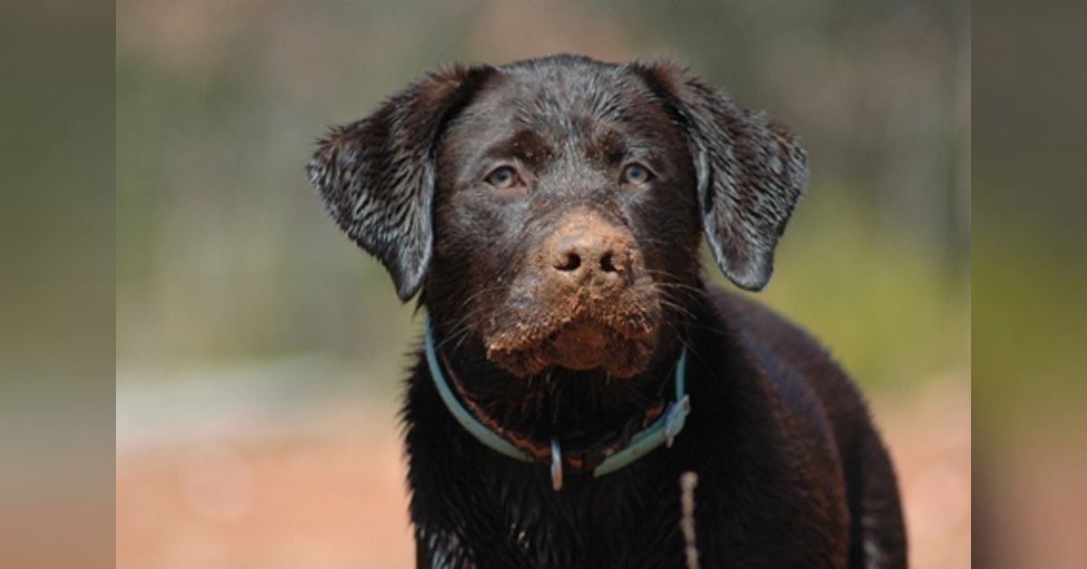 When is a prostate nodule a nodule and should it be biopsied ...