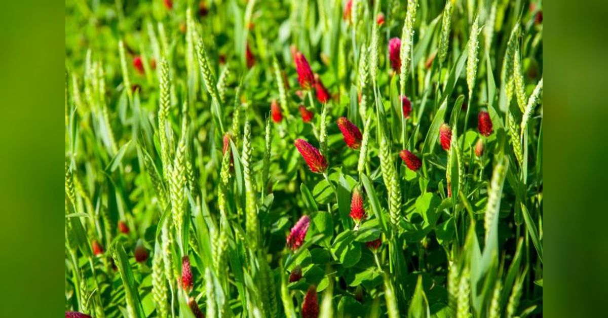 Cover Crops | KYH2O
