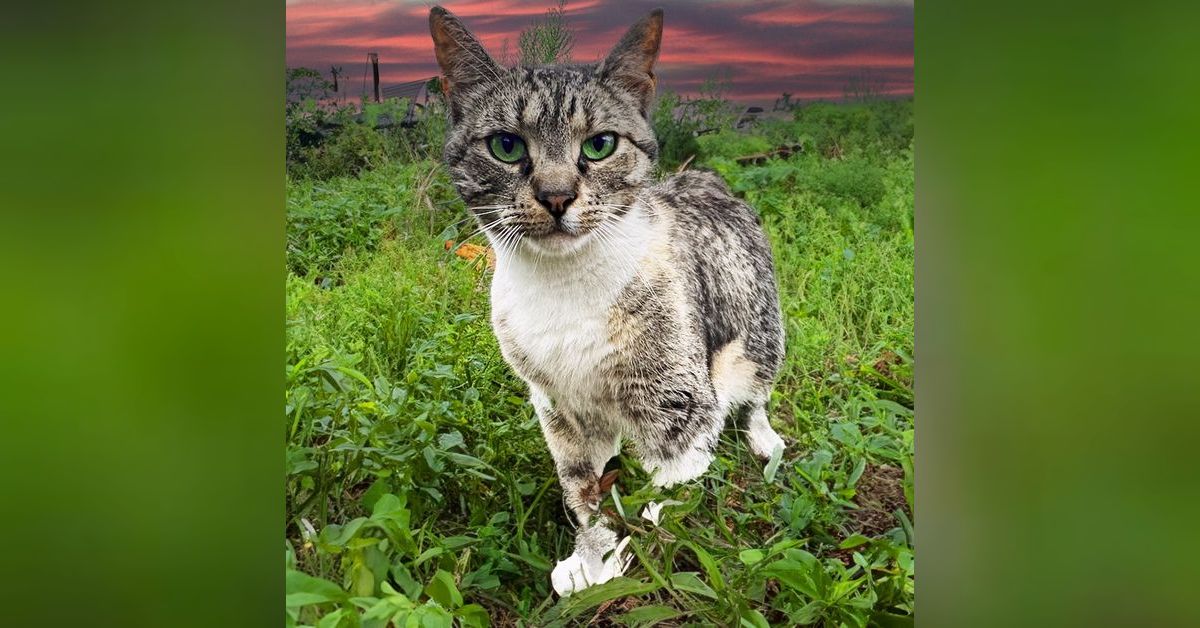 The Unthinkable Loss of Molly Murder Mittens | The Gold Shaw Farm Podcast