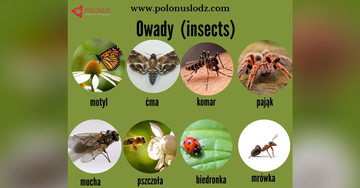 #398 Owady - Insects | Learn Polish Podcast