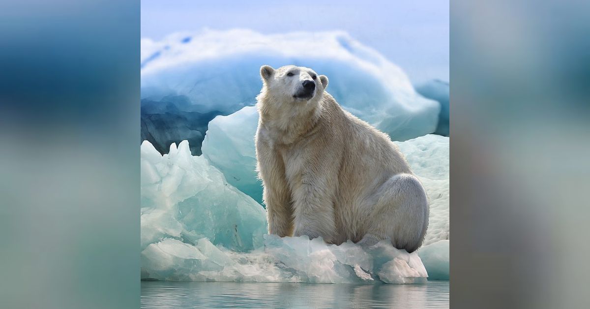 Audun and His Bear | Elderberry Tales