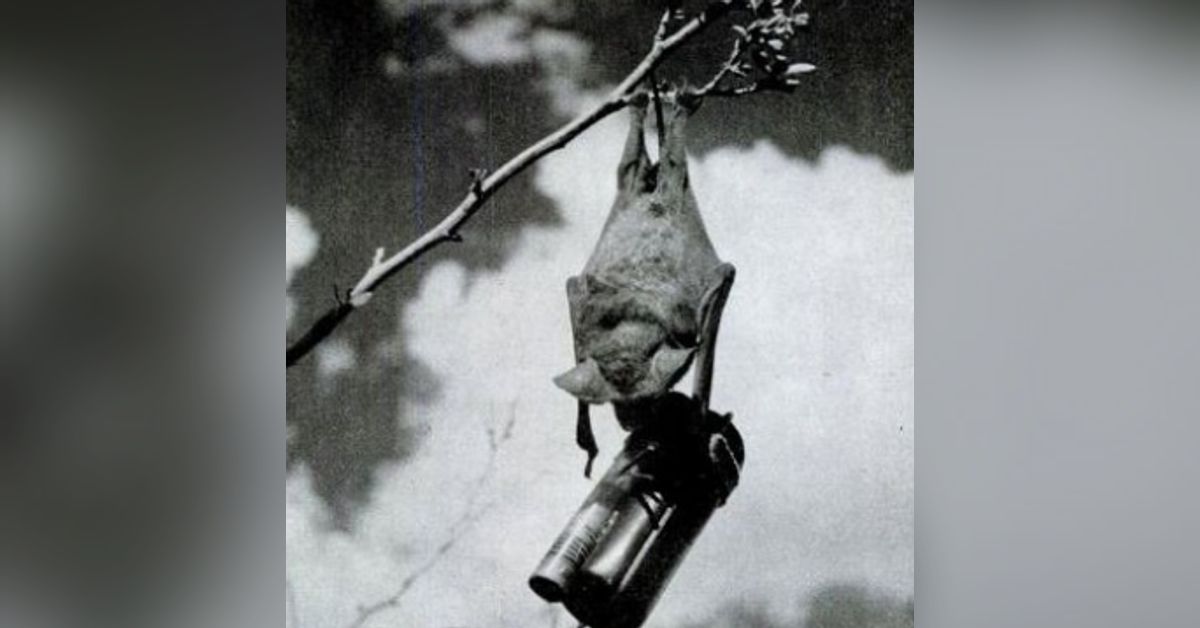 21. WWII Plot To Bomb Japan With Bats | Extremely Internet
