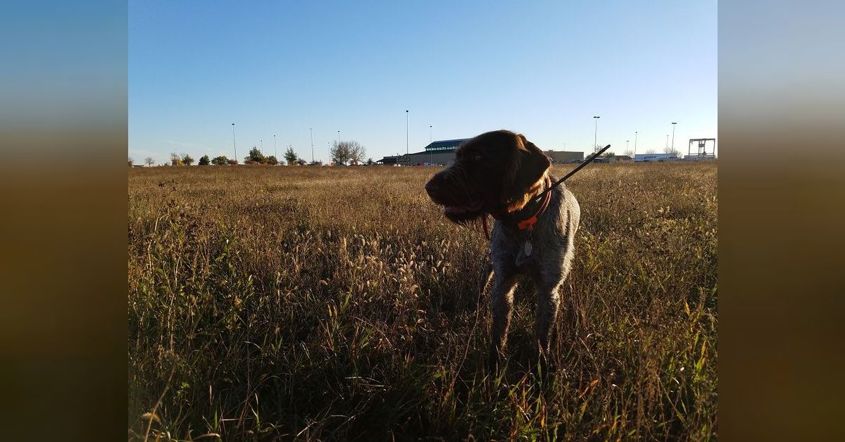 Bird hunting Mecca: a close-up look at South Dakota from where-to-go ...