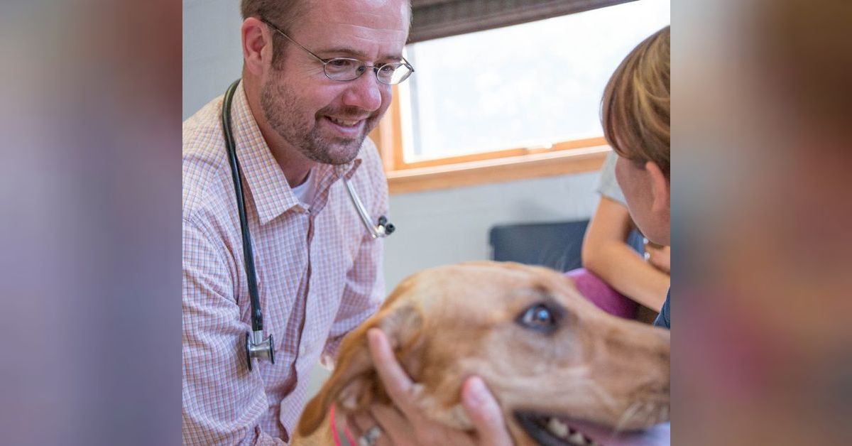 Bird dog vet covers it all: cuts and gouges, snakes and sticks, and how ...