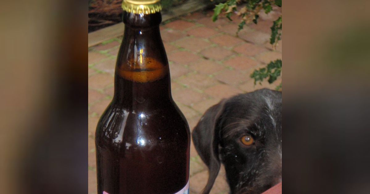 BONUS: Bird hunting and beer ... a primer to drinking, buying, storing ...