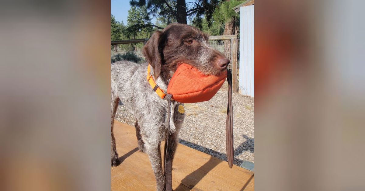 Bird hunting gear gurus share the good stuff and what’s in the pipeline ...