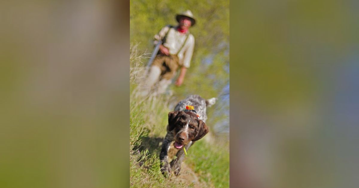 32 years a wild bird hunter: dogs I’ve known and loved | Upland Nation