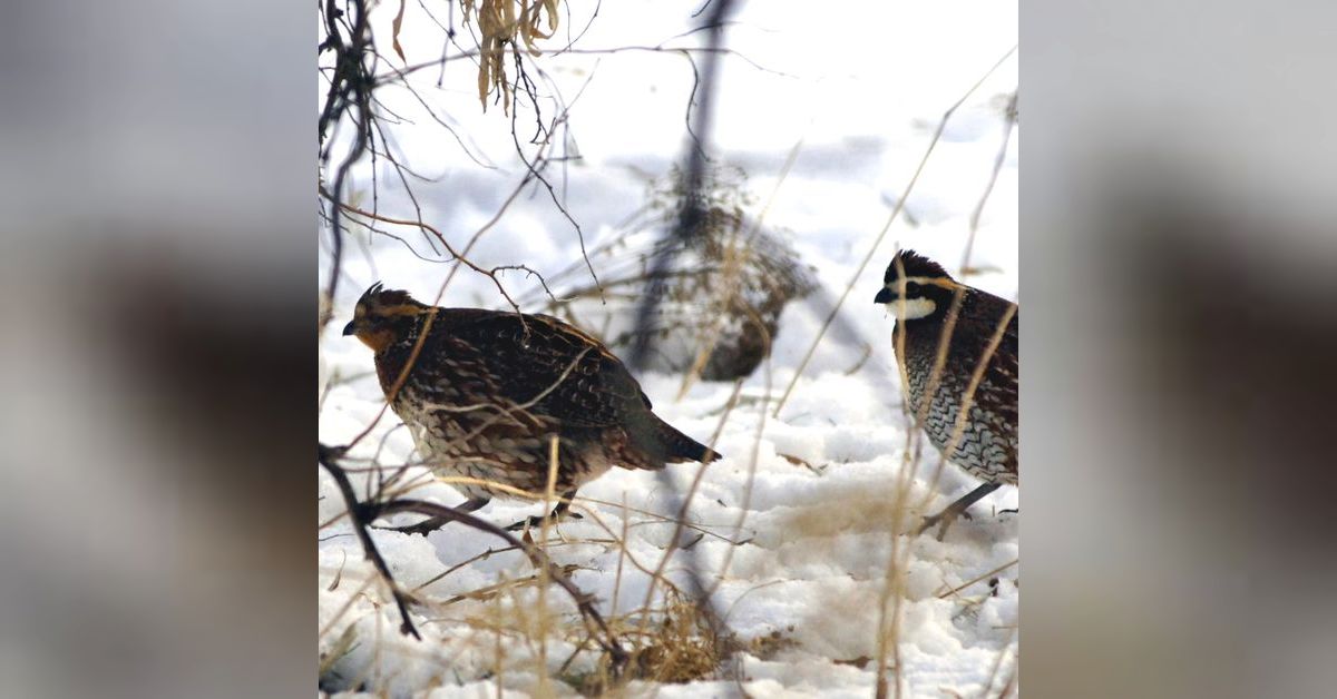 Bird hunting besties: Quail pro's on habitat, strategy, tactics ...