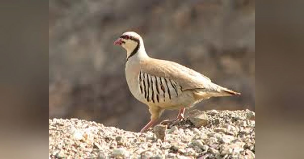 Insider edition: eclipse birds | Upland Nation