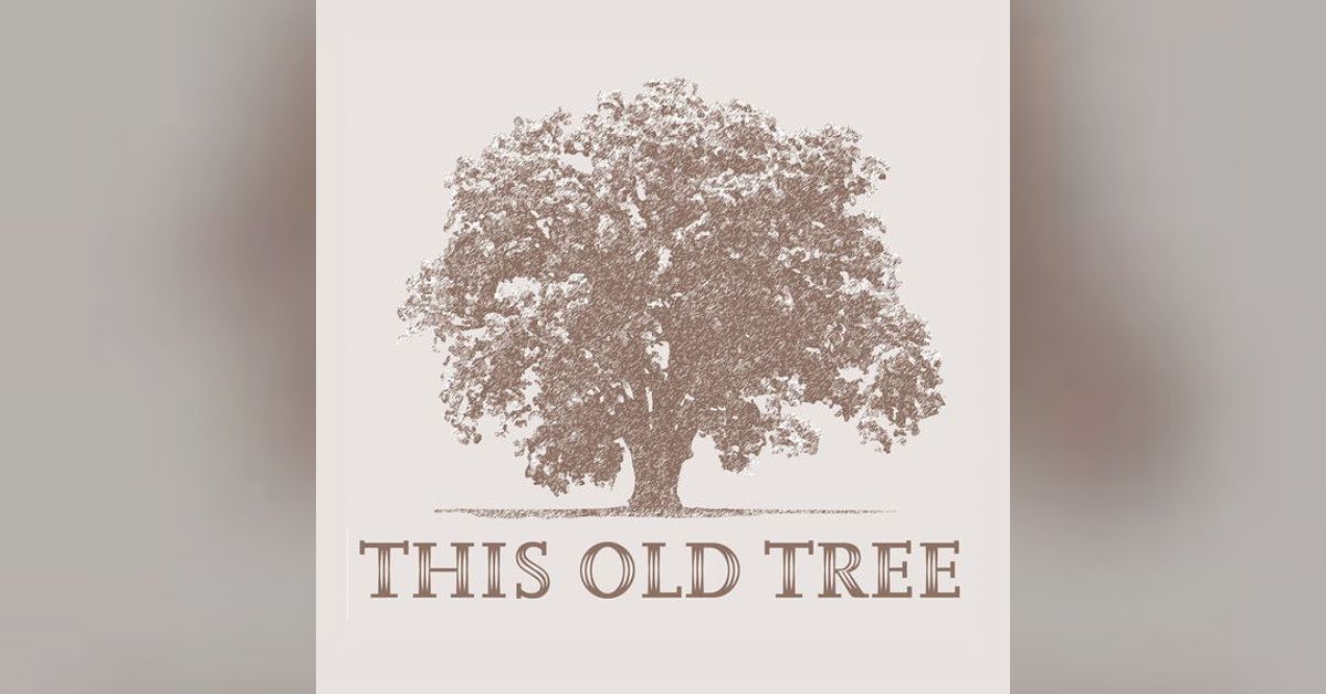 02-22-25 India's Kabirvad Banyan Tree - This Old Tree | Classical 95.9 ...