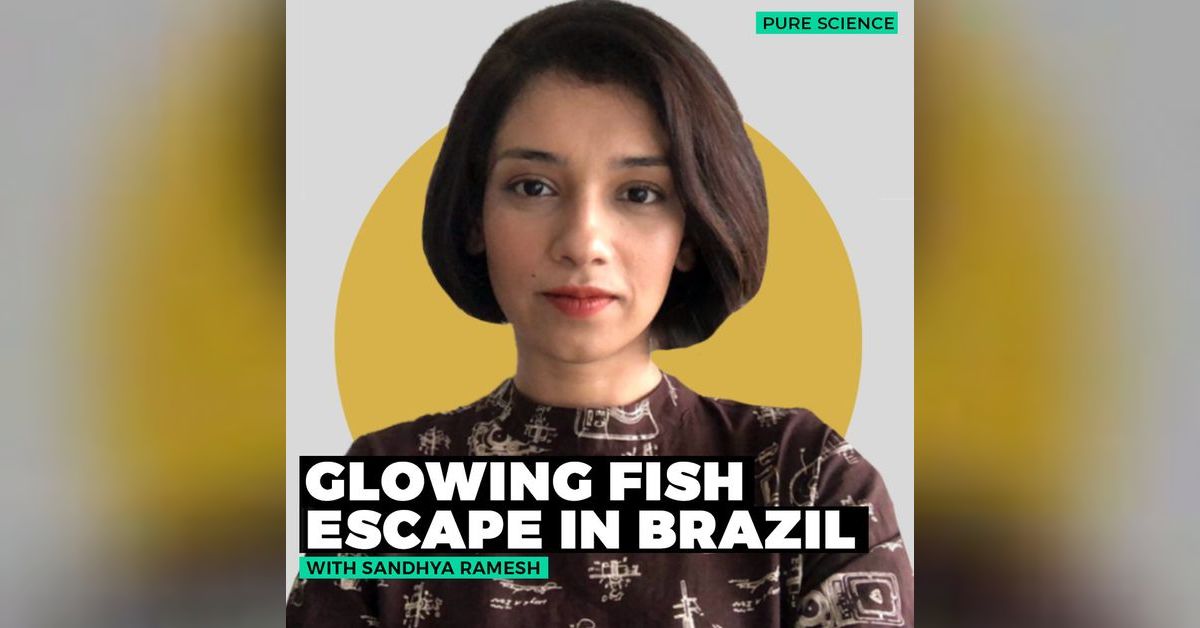 PureScience: Transgenic glowing aquarium fish escape in Brazil | ThePrint