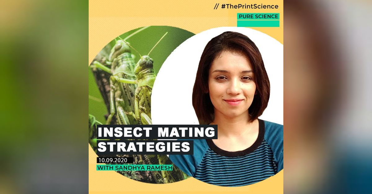 Pure Science: How loud insects avoid being killed when mating | ThePrint