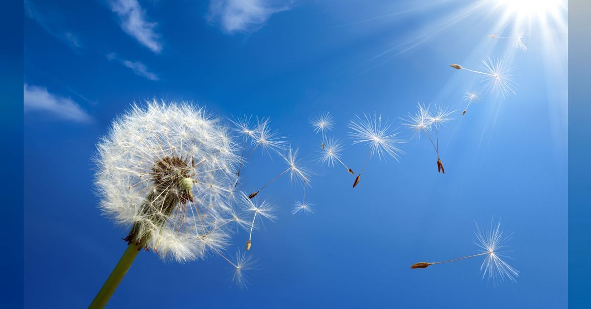 A Personal Experience of Unique End of Life Wishes | Wessex LMCs Podcasts
