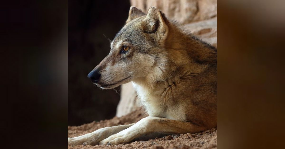 Desert Wolf | Emuna Beams