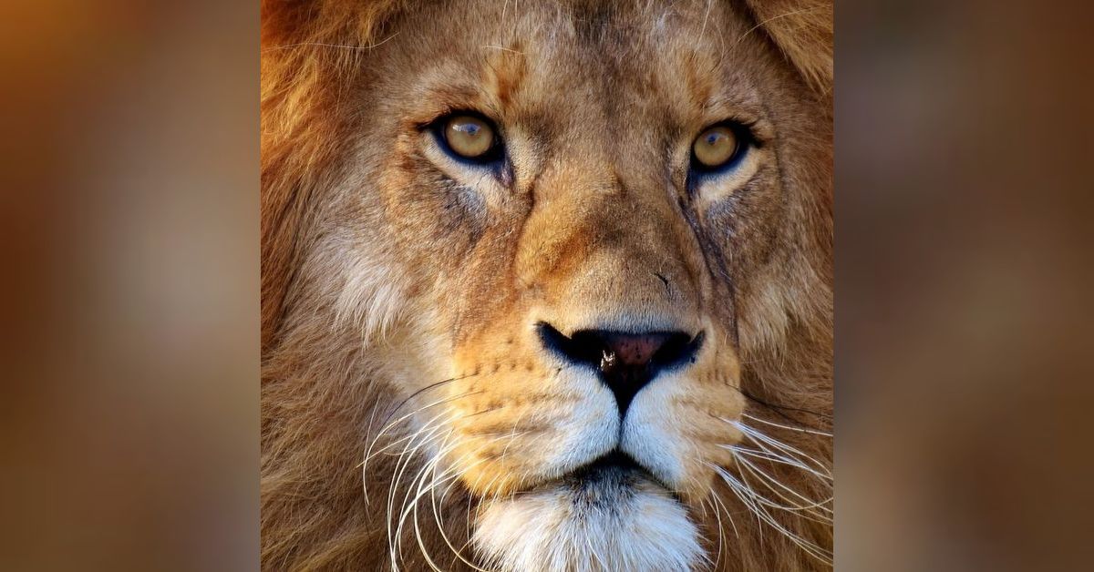 Don’t Fear the Lion | Emuna Beams