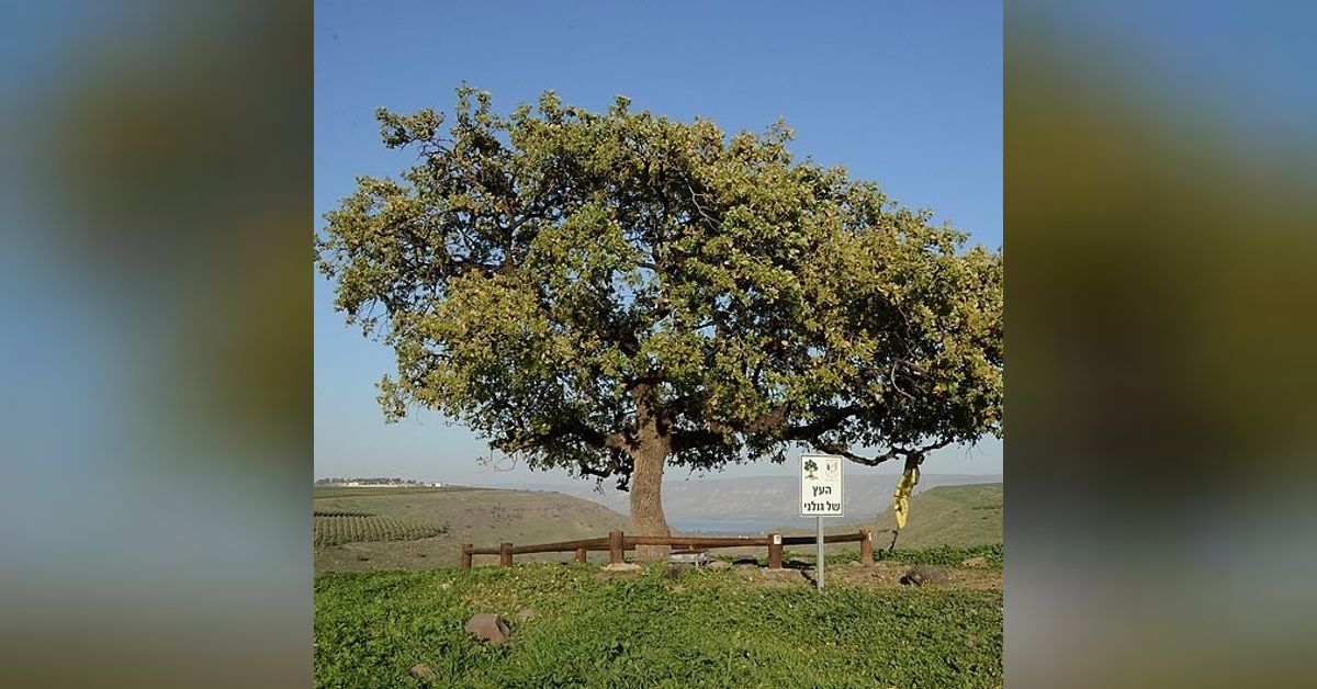 Etz Chaim: The Tree of Life | Emuna Beams