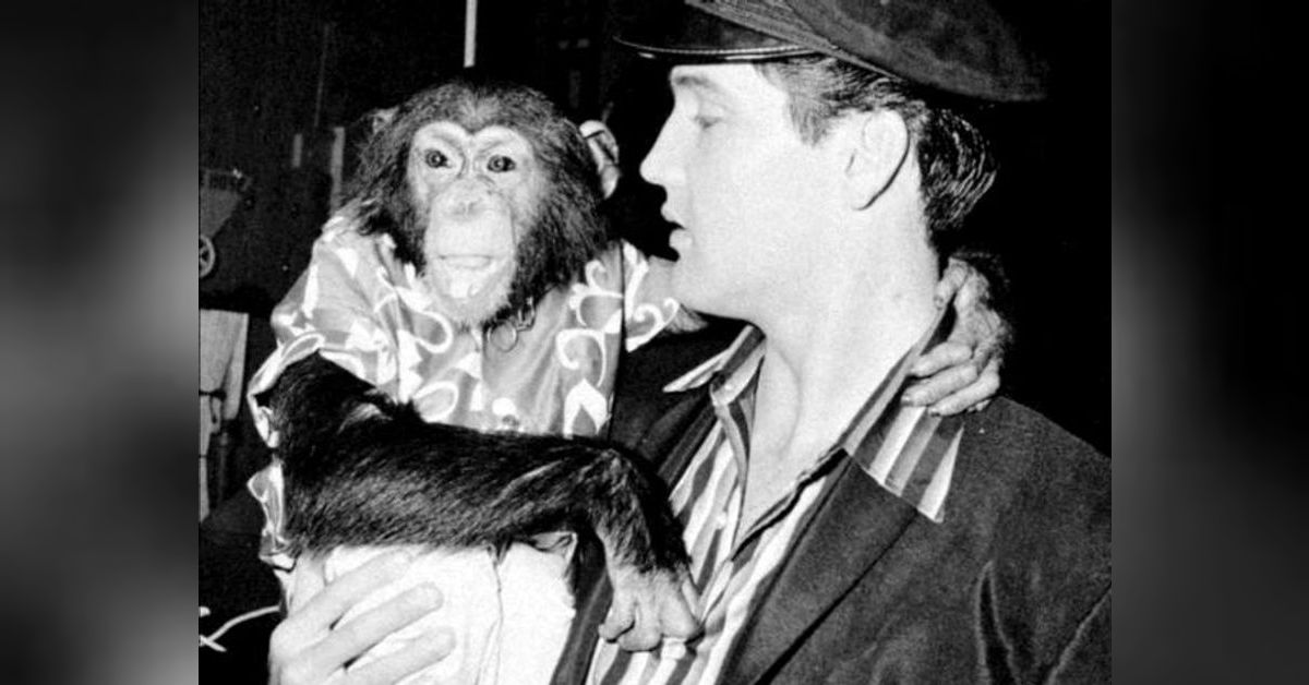 "Elvis, And Scatter" | Elvis, And