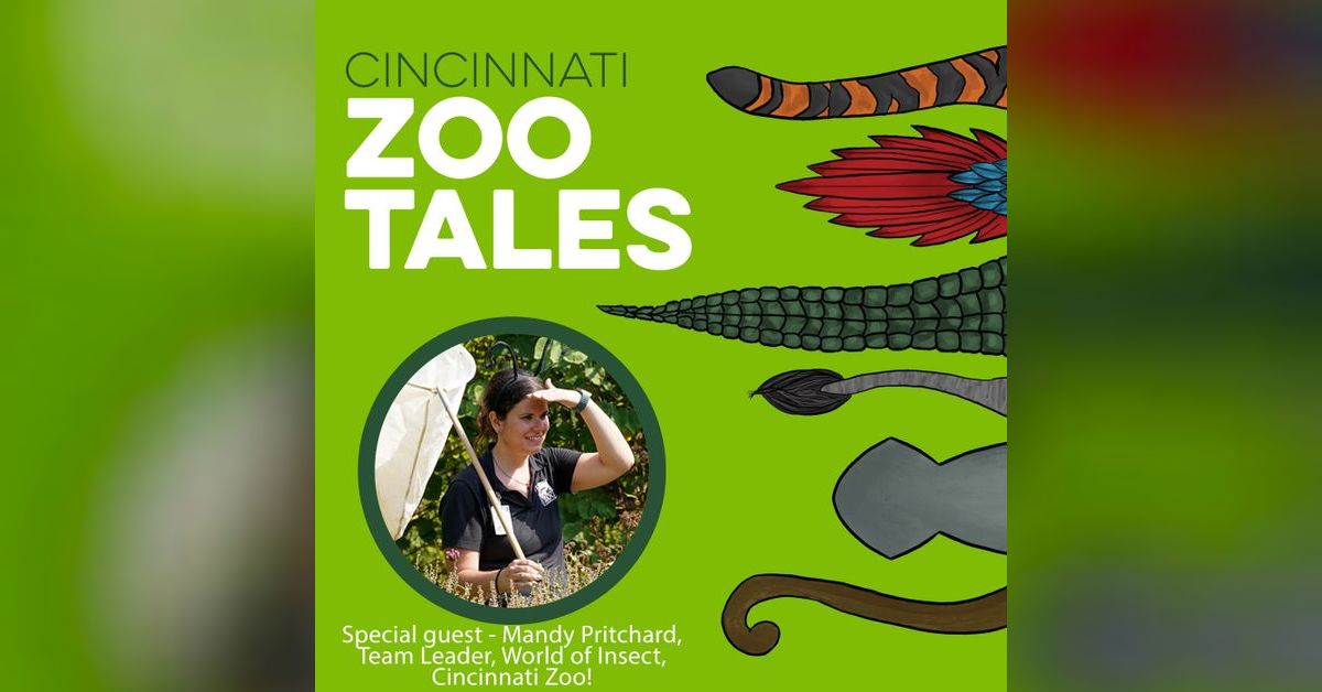 Mandy Pritchard, Cincinnati Zoo | Cincinnati Zoo Tales