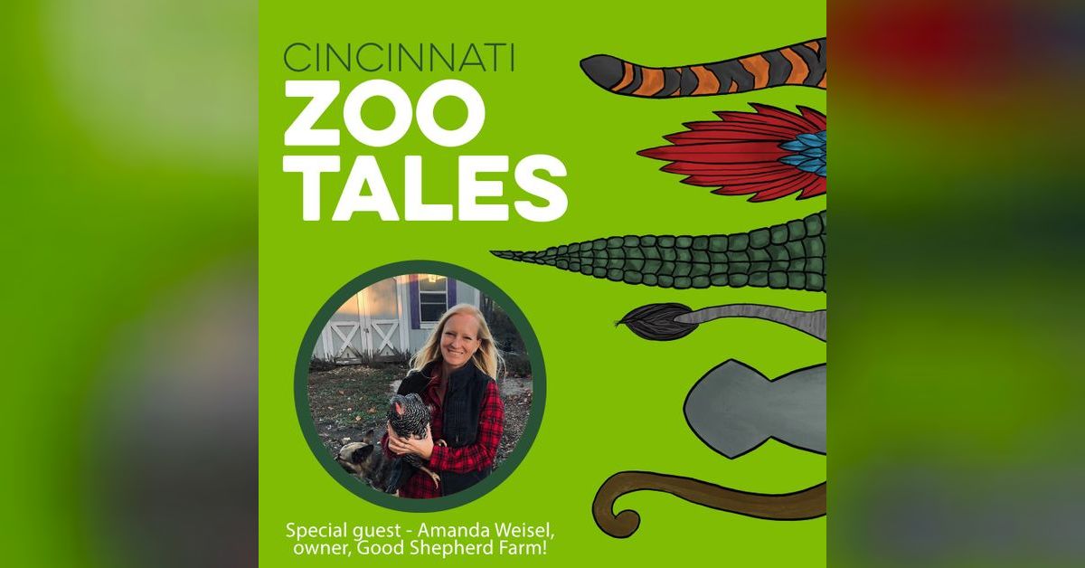 Amanda Weisel, Good Shepherd Farm | Cincinnati Zoo Tales