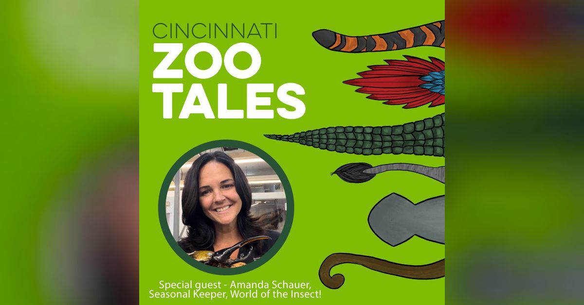 Spooky Series: Debunking Myths about Cockroaches | Cincinnati Zoo Tales