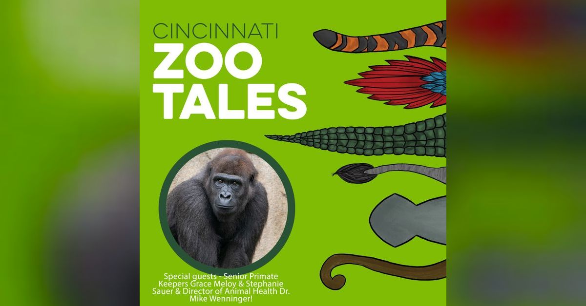 Gladys the Gorilla's Care Team | Cincinnati Zoo Tales
