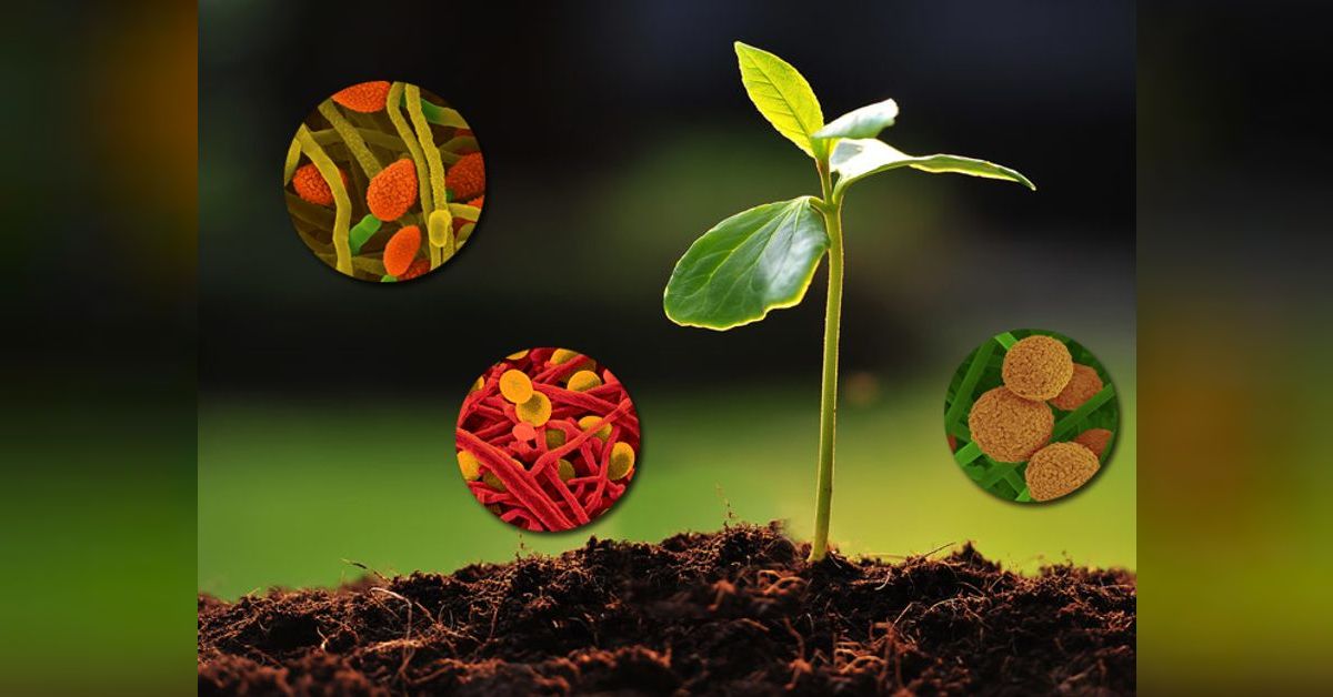 Biostimulants – Emerging As an Essential Component in Sustainable ...