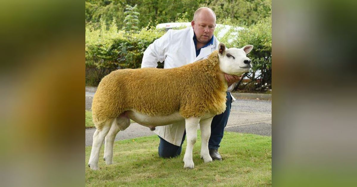 131 - Characters in Livestock - Jeff Aitken | Toplines and Tales