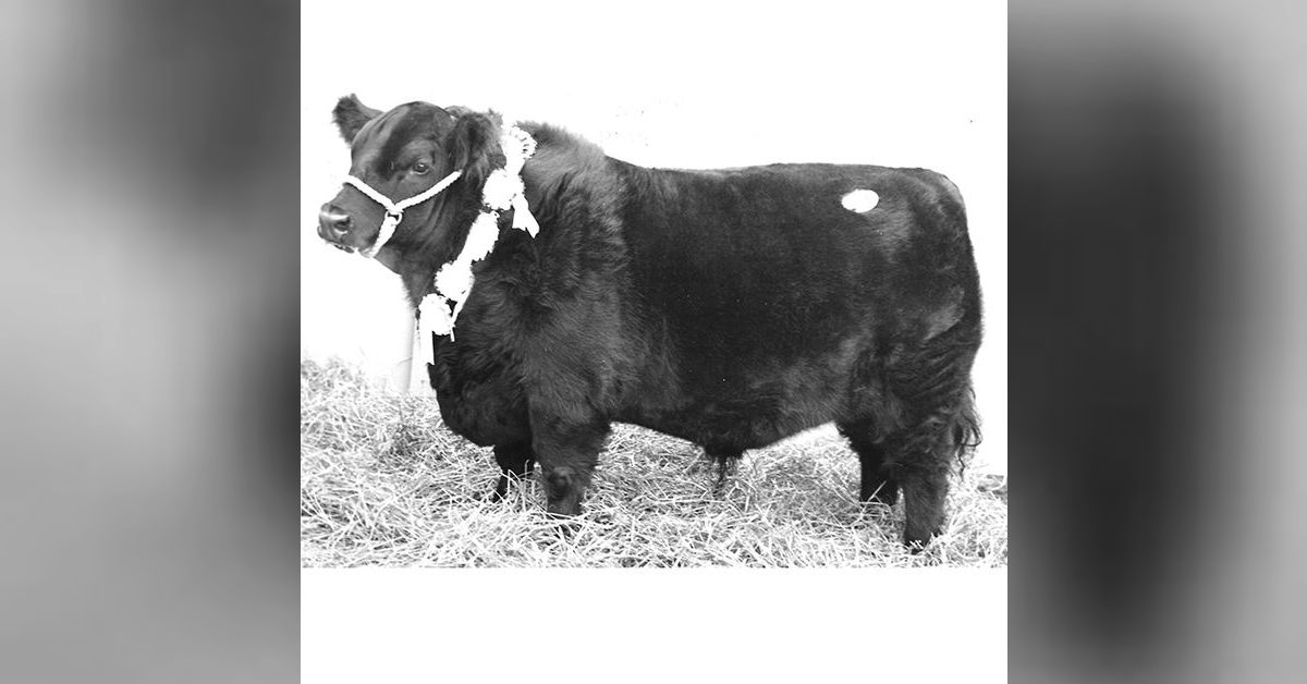 54 - History of Native Breeds - Aberdeen Angus - Part 1 | Toplines and ...