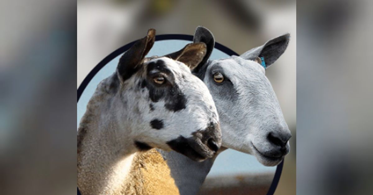 71 - History of Native Breeds - Blue Faced Leicester sheep | Toplines ...