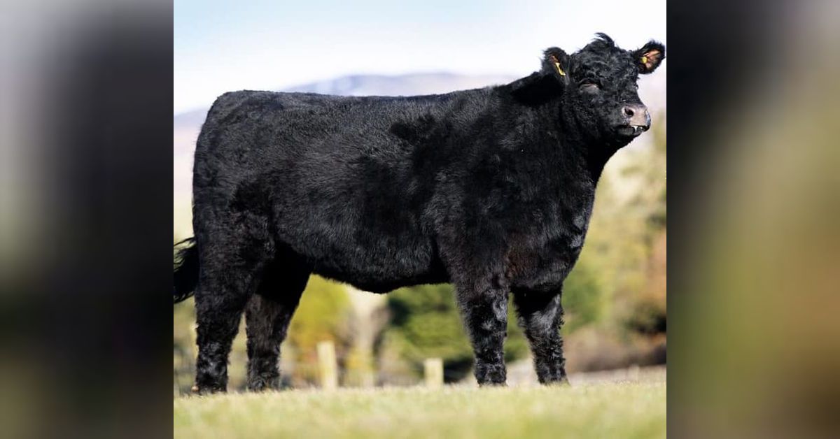56 - History of Native Breeds - Galloway cattle | Toplines and Tales