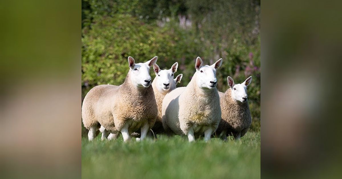 69 - History of Native Breeds - Cheviot Sheep | Toplines and Tales