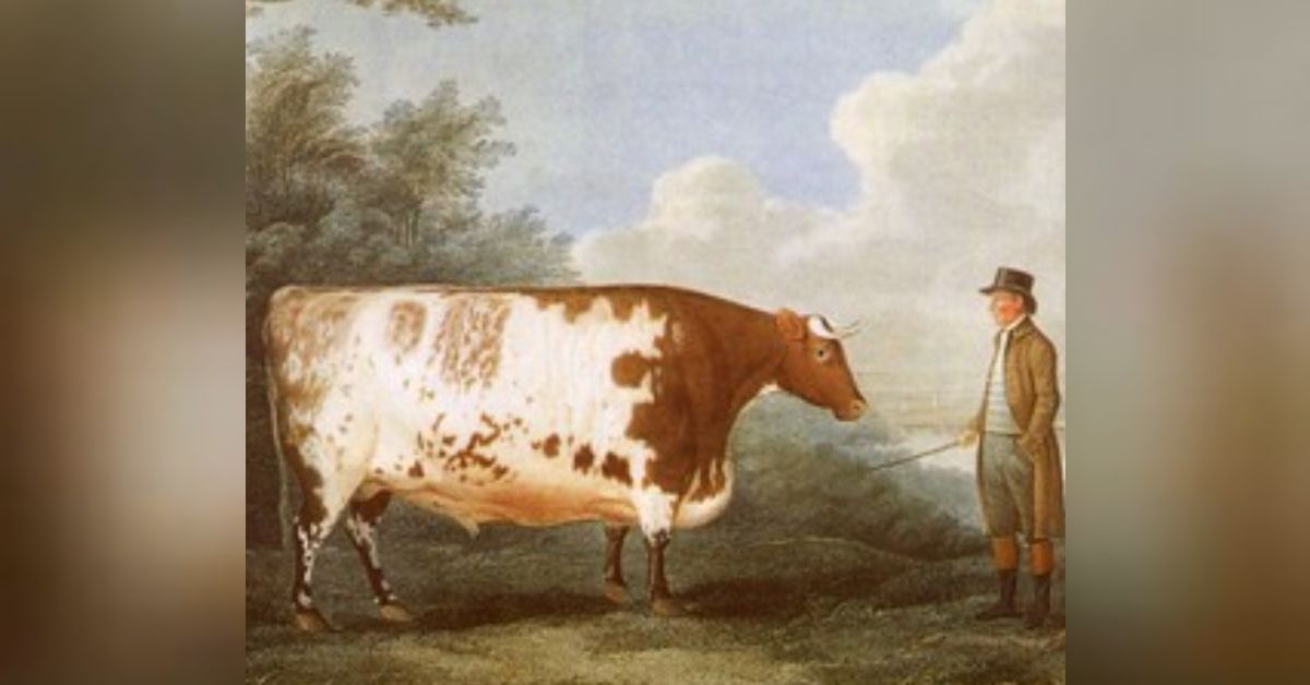 52 - History of Native Breeds - Shorthorn Cattle - part 1 | Toplines ...