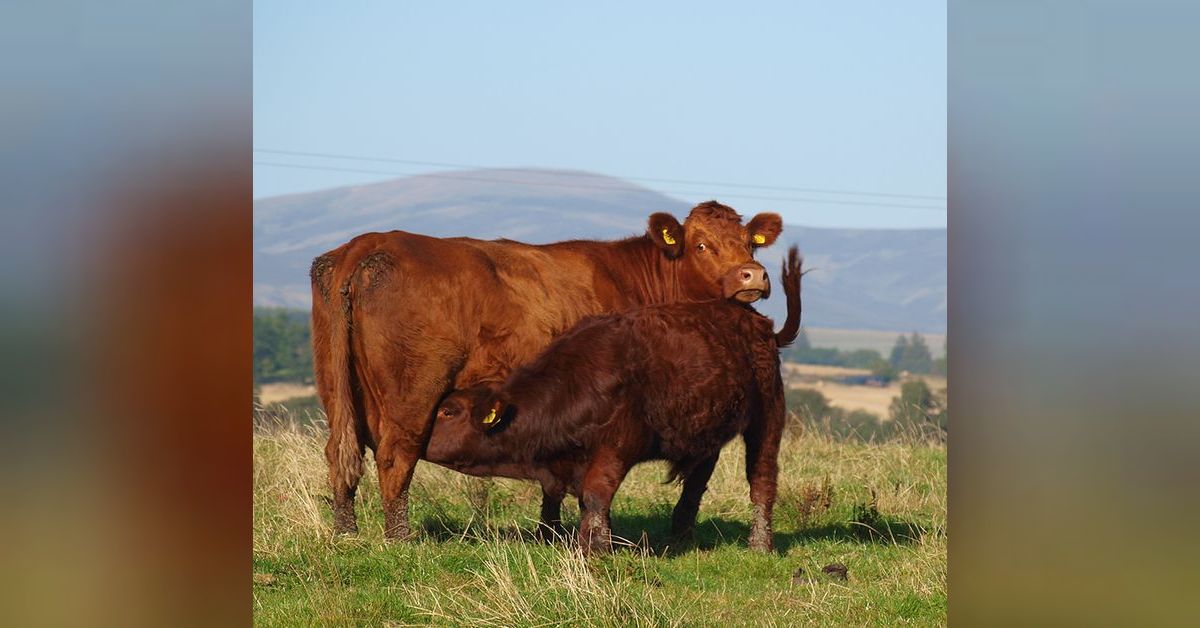65 - History of Native breeds - Luing cattle | Toplines and Tales