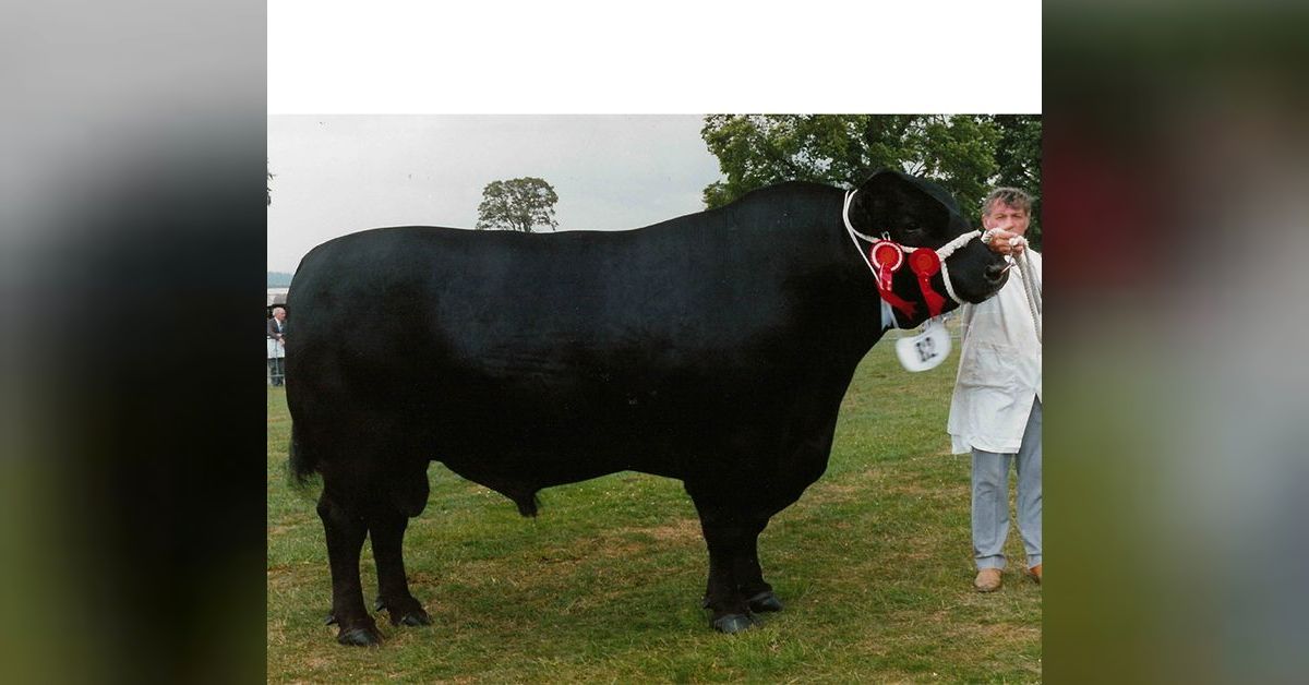 55 - History of Native breeds - Aberdeen Angus - Part 2 | Toplines and ...