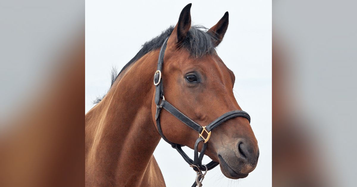 S4, Ep7 Horsepower: how horses changed the world | The Wonder Podcast ...