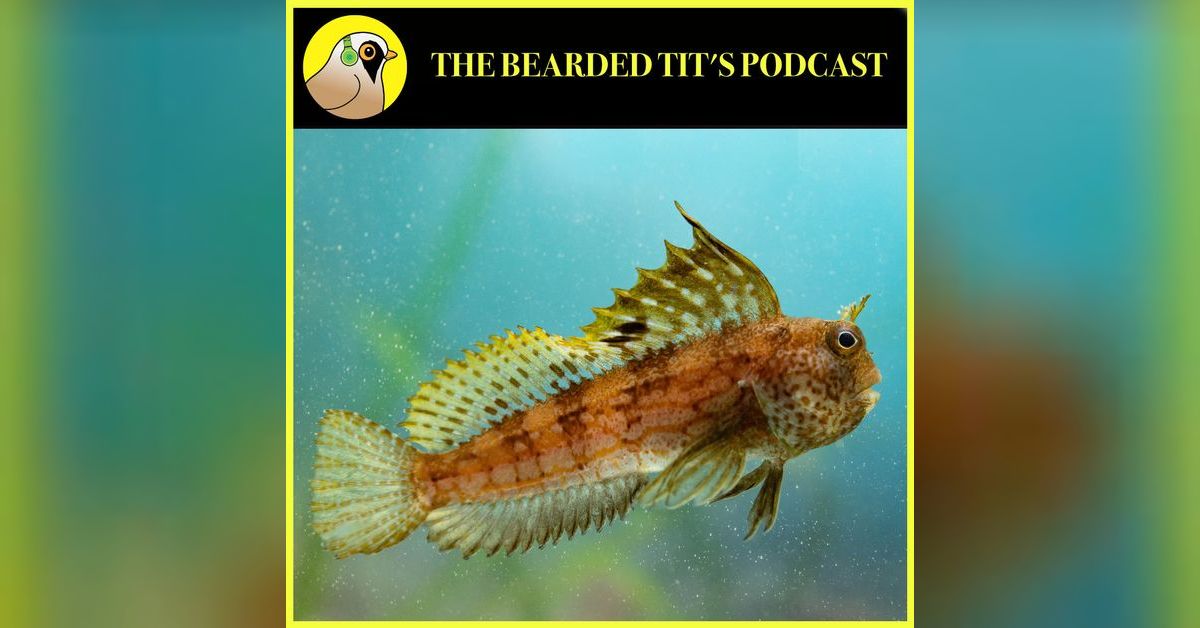British Blennies: The Facts ft Will Pender #157 | The Bearded Tit‘s Podcast