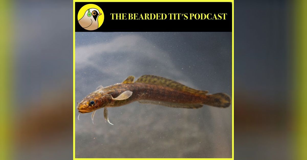 Reintroducing Britains Lost Fish: The Burbot #105 | The Bearded Tit‘s ...