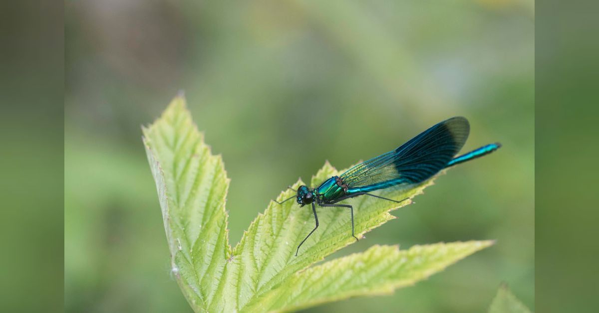 Why British Dragonflies Are Awesome ft Fiona McKenna #22 | The Bearded ...