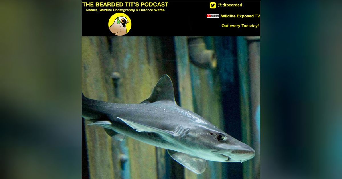Over Fishing of Sharks in Britain ft Matt Brierley #50 | The Bearded ...