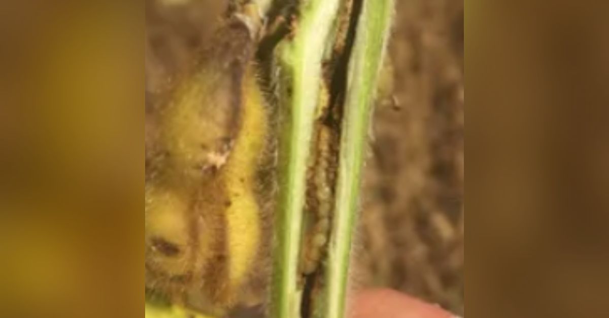 Dectes Stem Borer in Soybeans | A little seen insect that burrows ...