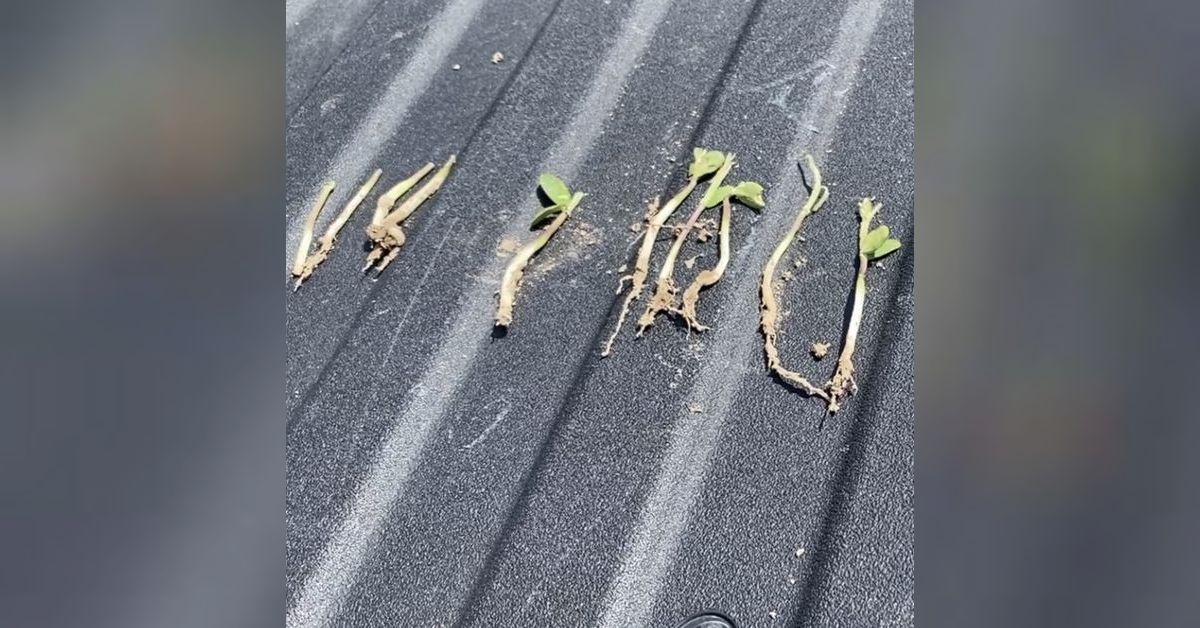 Hail Damage Inspection on V4 corn and VE soybeans | Injury & Recovery ...