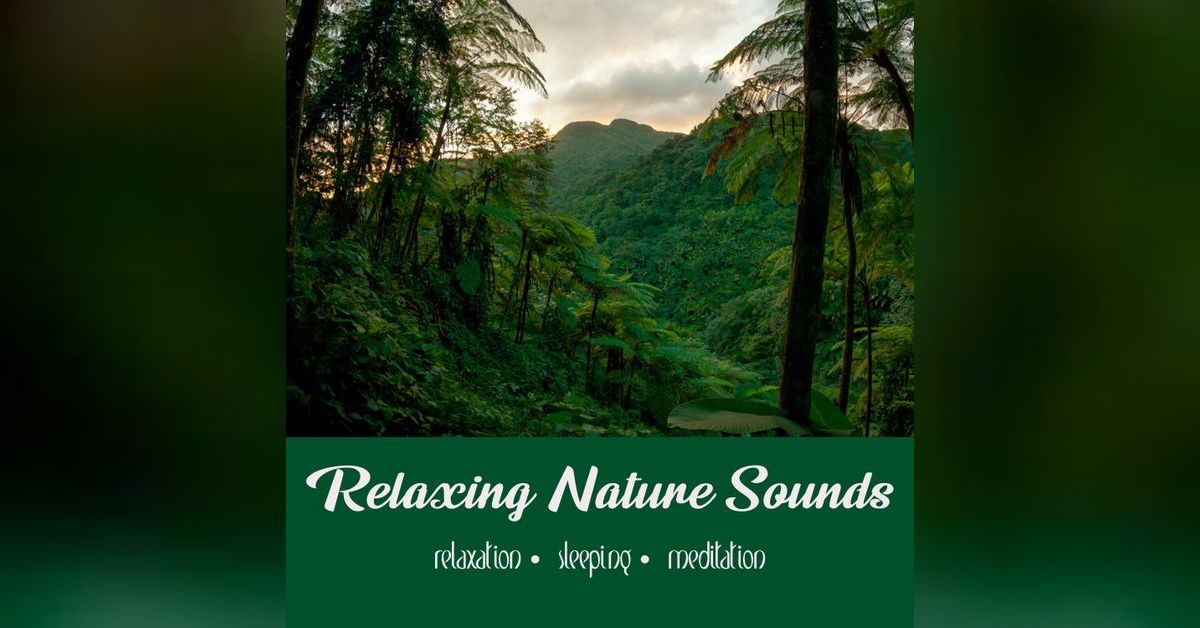Rainforest & Coqui Frogs | 8 Hour | Relaxing Nature Sounds