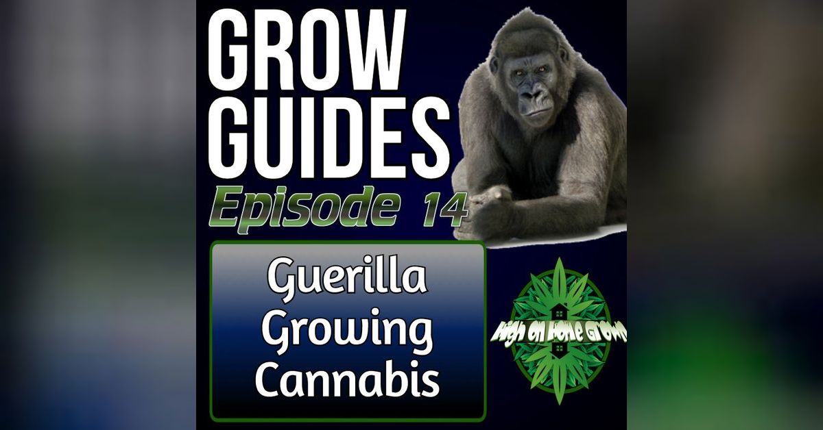 Guerrilla Growing Cannabis Plants | Cannabis grow Guides Episode 14 ...