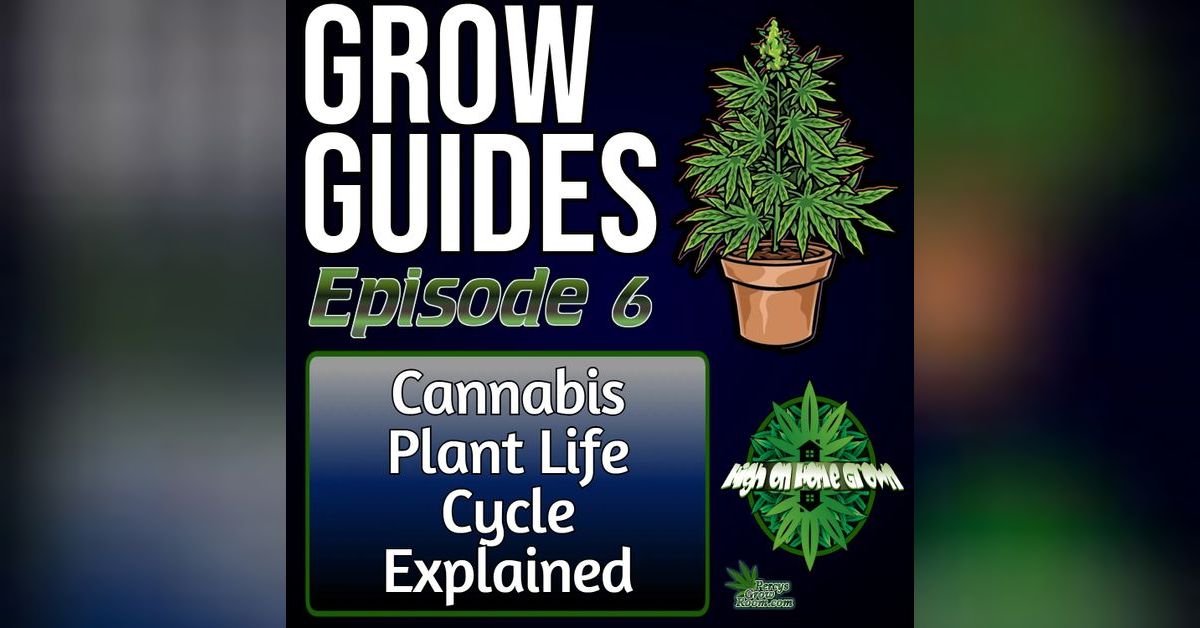 The Life Cycle of Cannabis Plants, A Step by Step Guide on How Cannabis ...