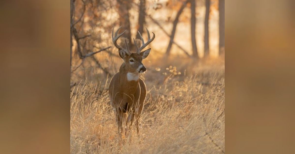 The Perils of Prions: Chronic Wasting Disease and Wildlife Health ...